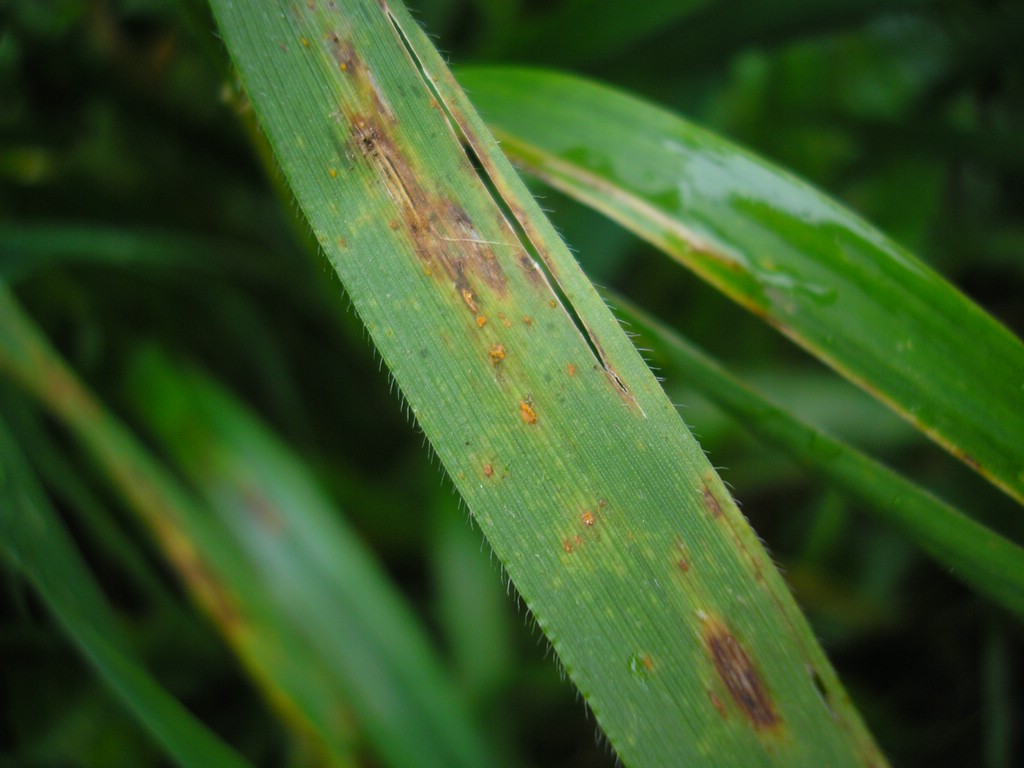 Puccinia actaeae-elymi | (Obligat) Phytoparasitische Kleinpilze