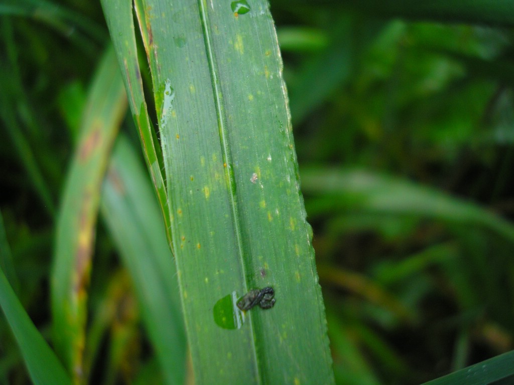 Puccinia actaeae-elymi | (Obligat) Phytoparasitische Kleinpilze